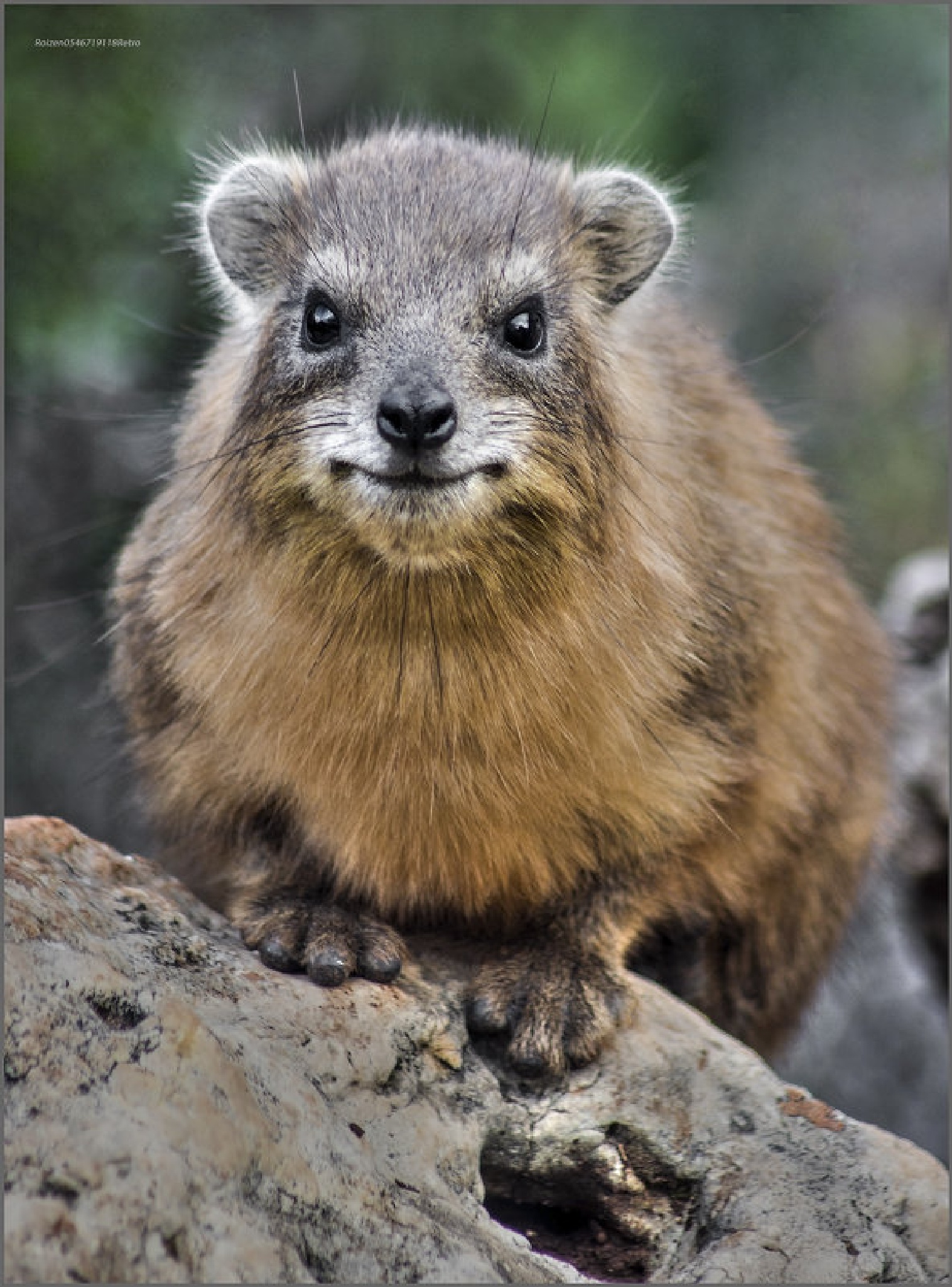 Rock hyrax by SHMUAL HAVA RETRO on YouPic
