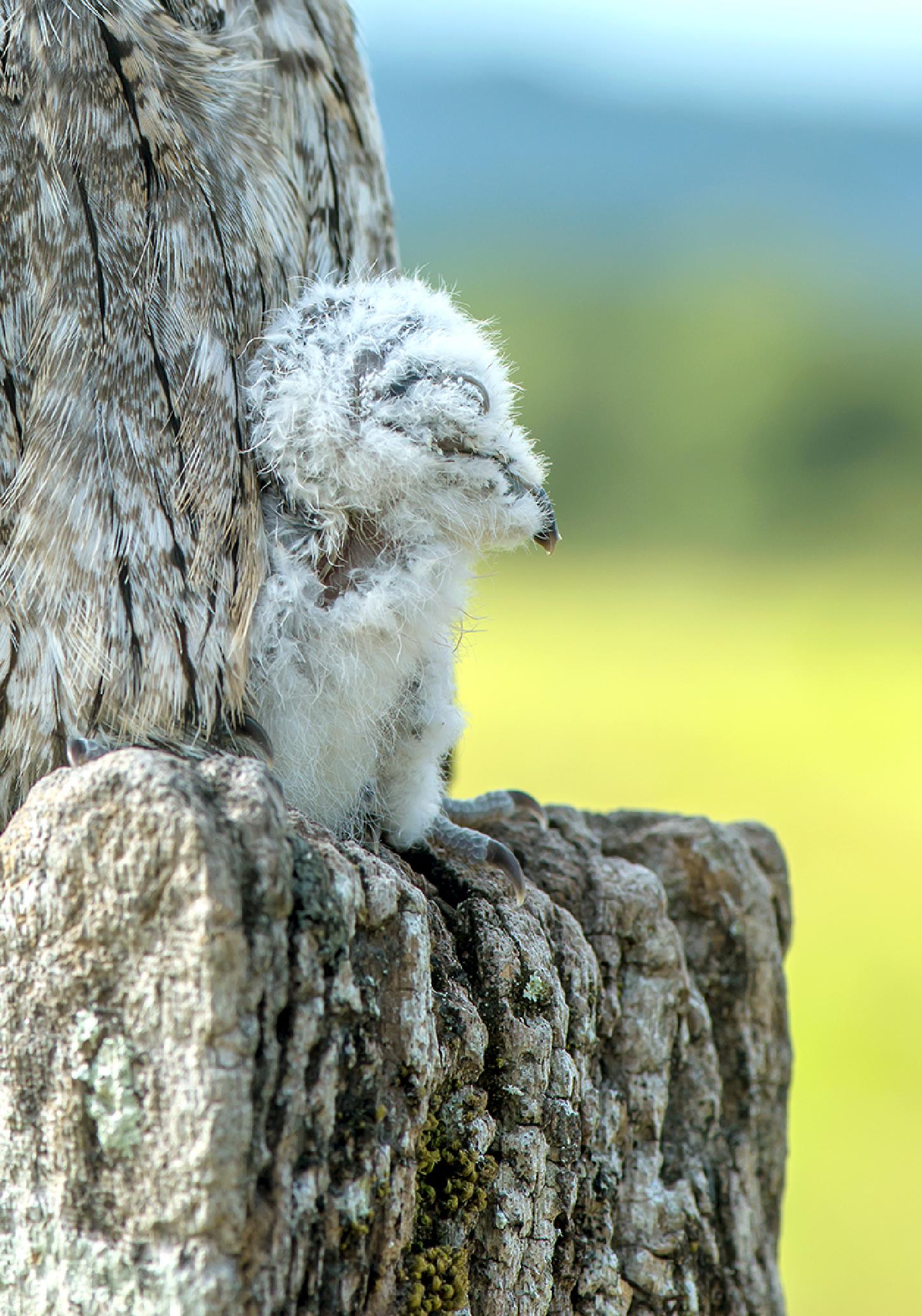 Patoo Chick by Paul Haddon on YouPic