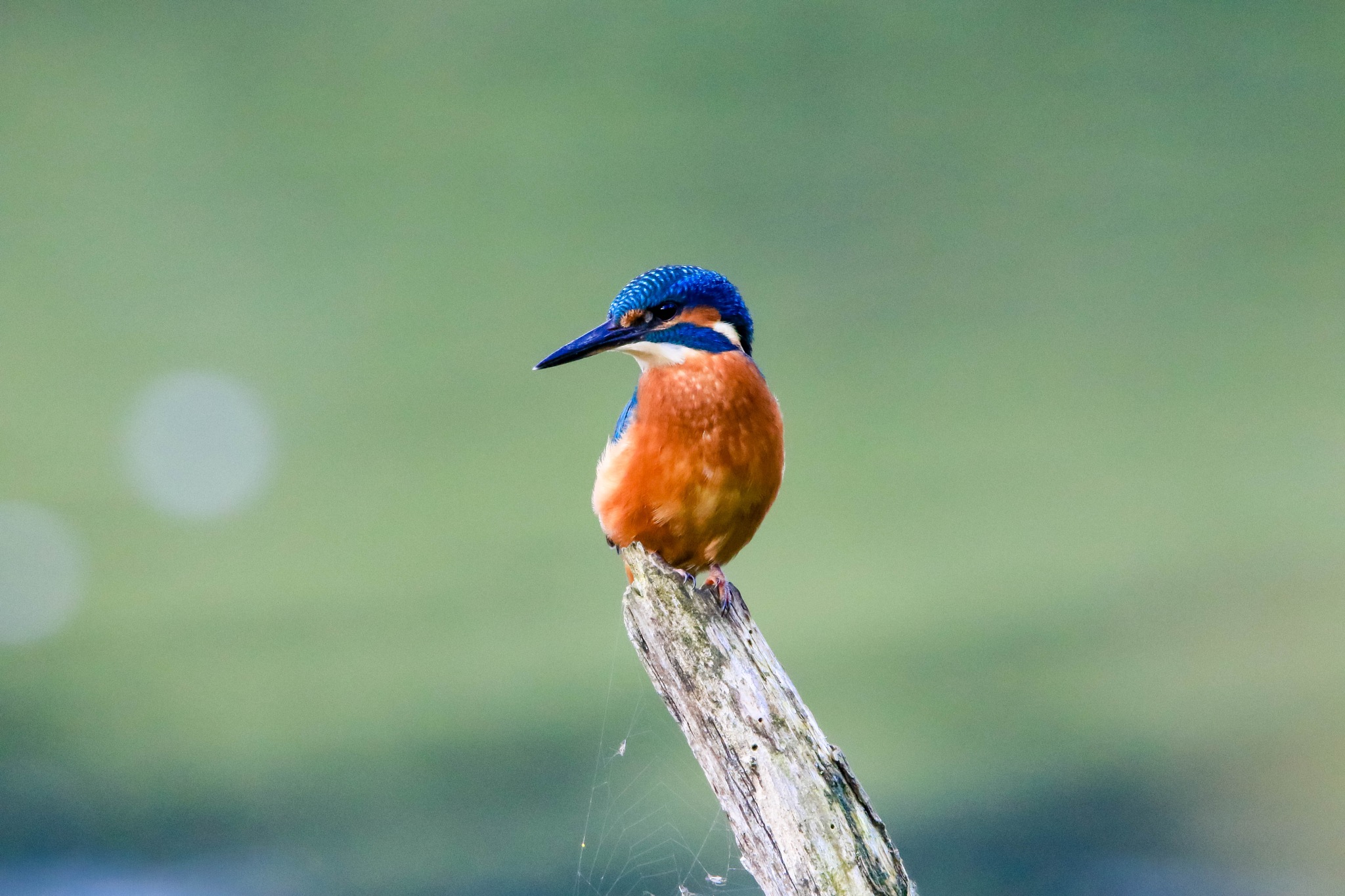 Ago Kingfisher Bird