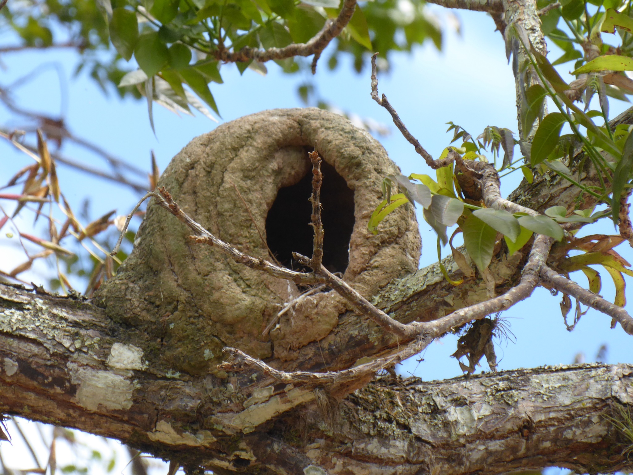 Um ninho in a tree by Norbert Reiss on YouPic