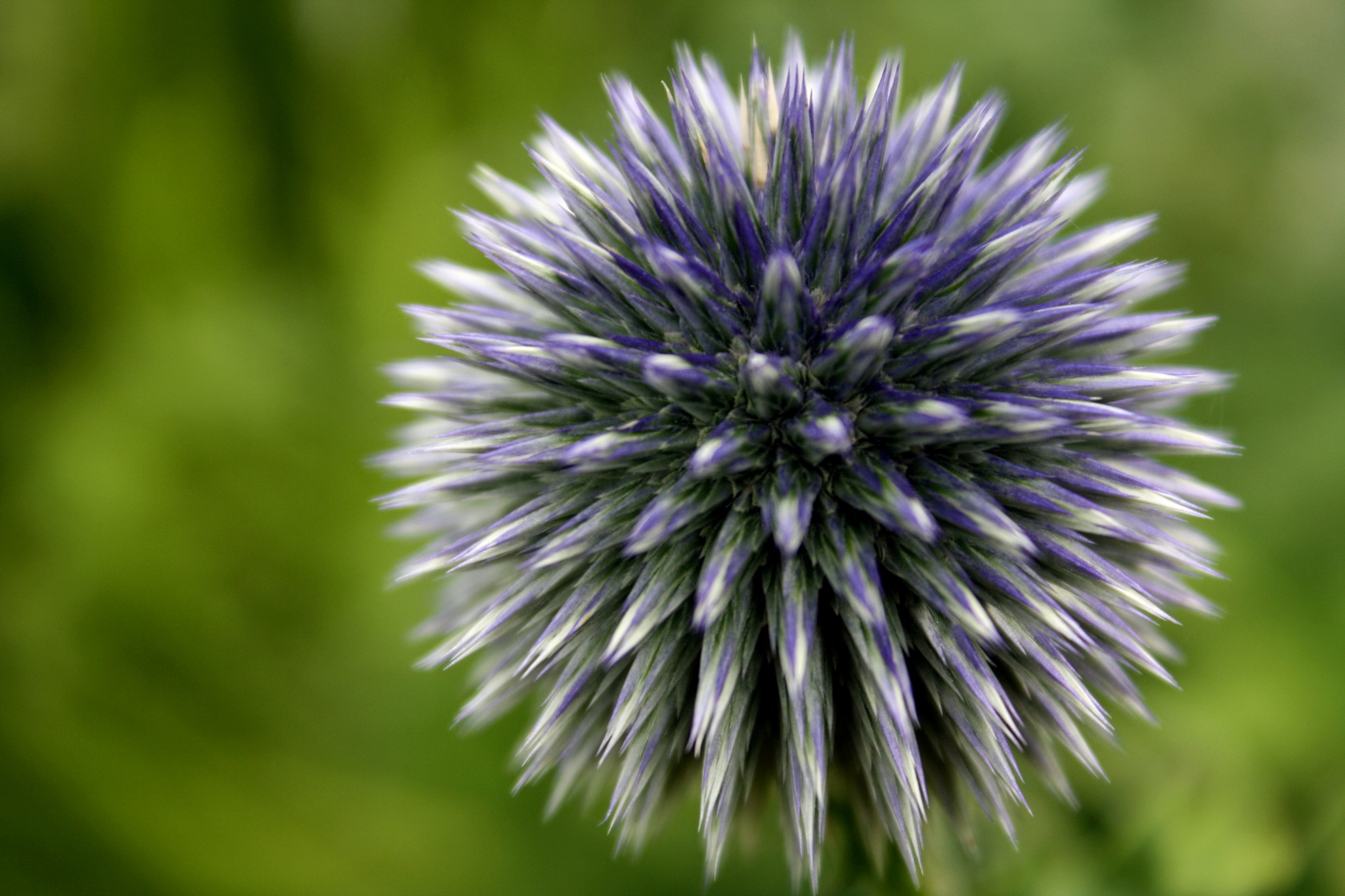 Purple Spike Flower by tricialpat on YouPic