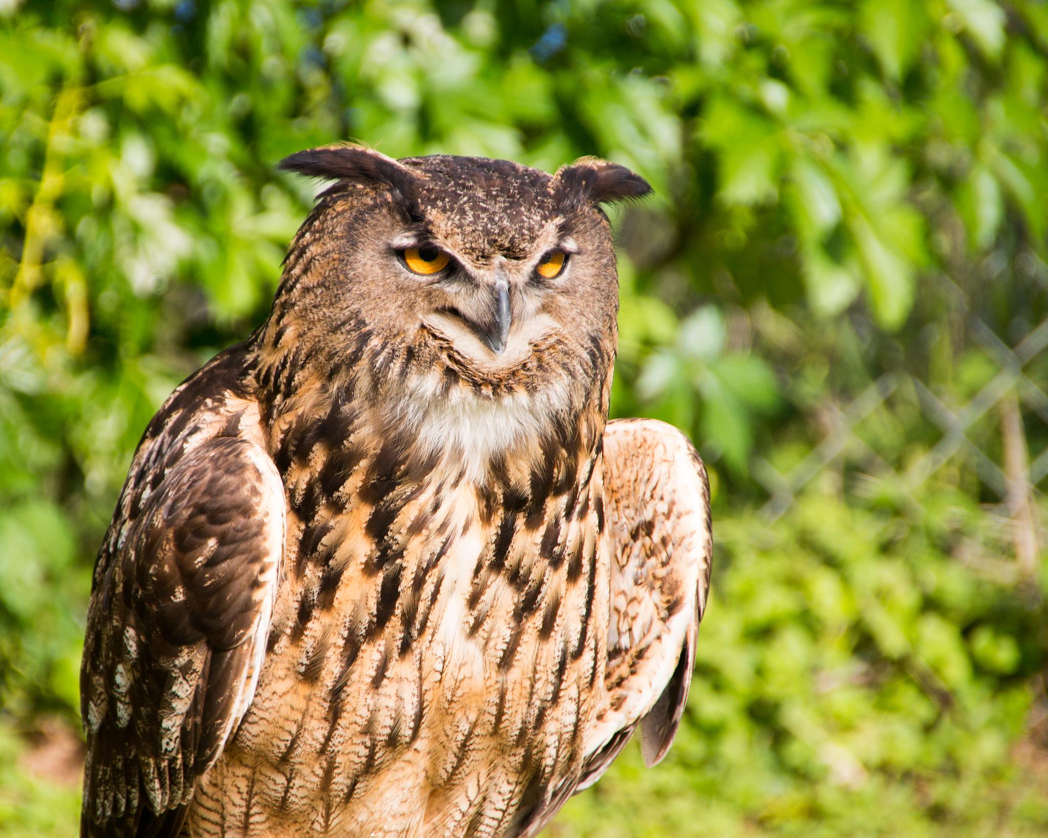 Male Eagle Owl by Dream Wolf Photography on YouPic