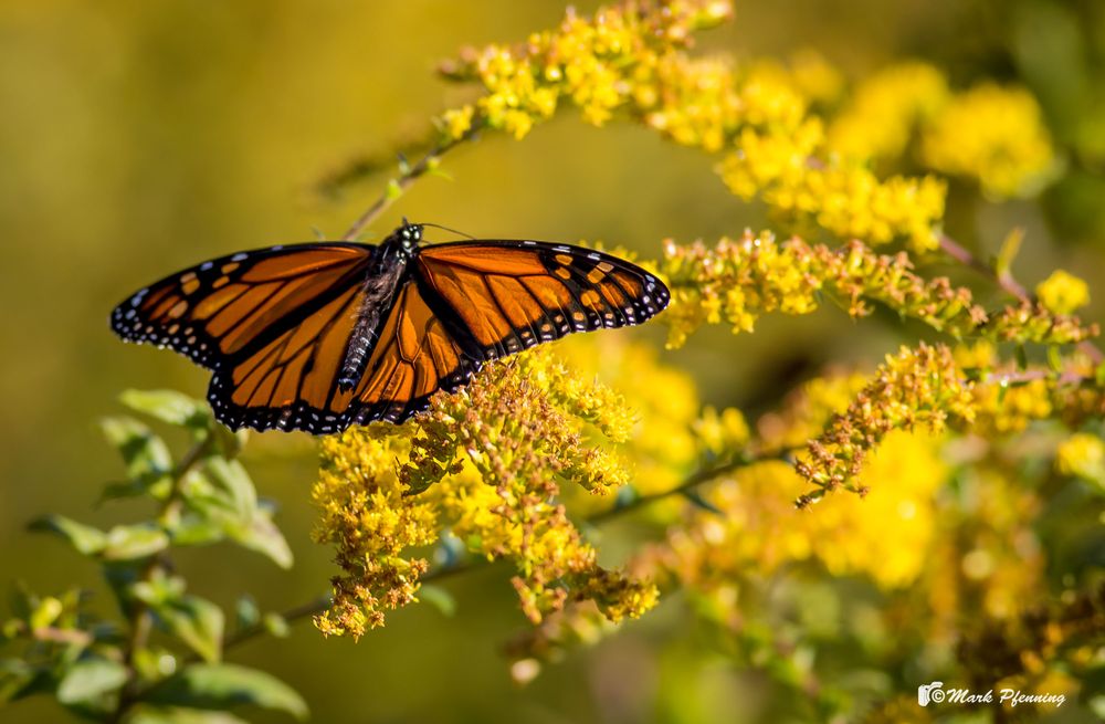 Mark Pfenning's Instagram, Twitter & Facebook on IDCrawl